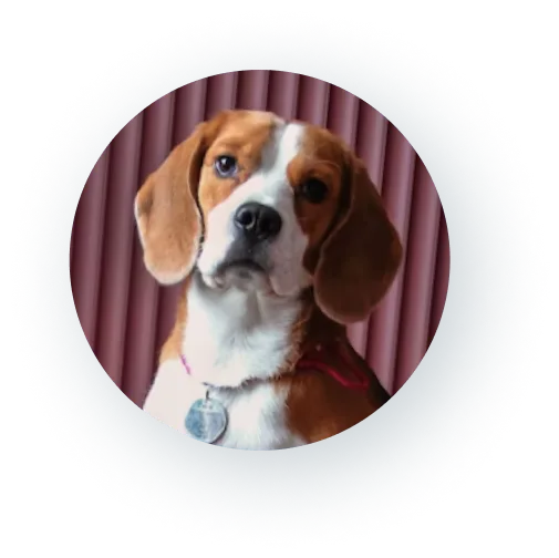 Why DogBase - Trusted by working dog handlers and beyond